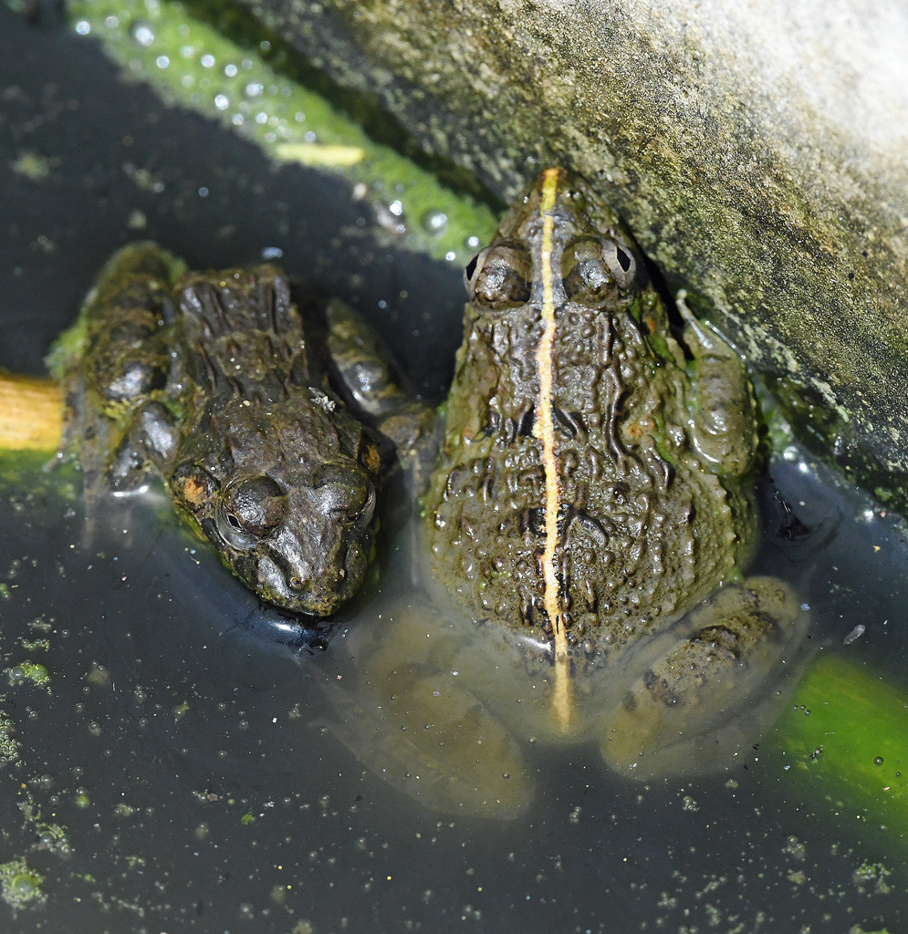 East Asian Bullfrog from Wakema, Myanmar (Burma) on November 26, 2018 ...