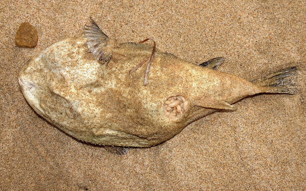 Evileye Blaasop (Amblyrhynchote honckenii) - Marine Life Identification