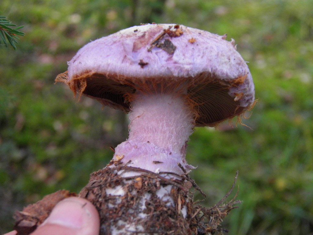 gassy webcap from Vilniaus, LT-VI, LT on September 23, 2019 at 01:59 PM ...