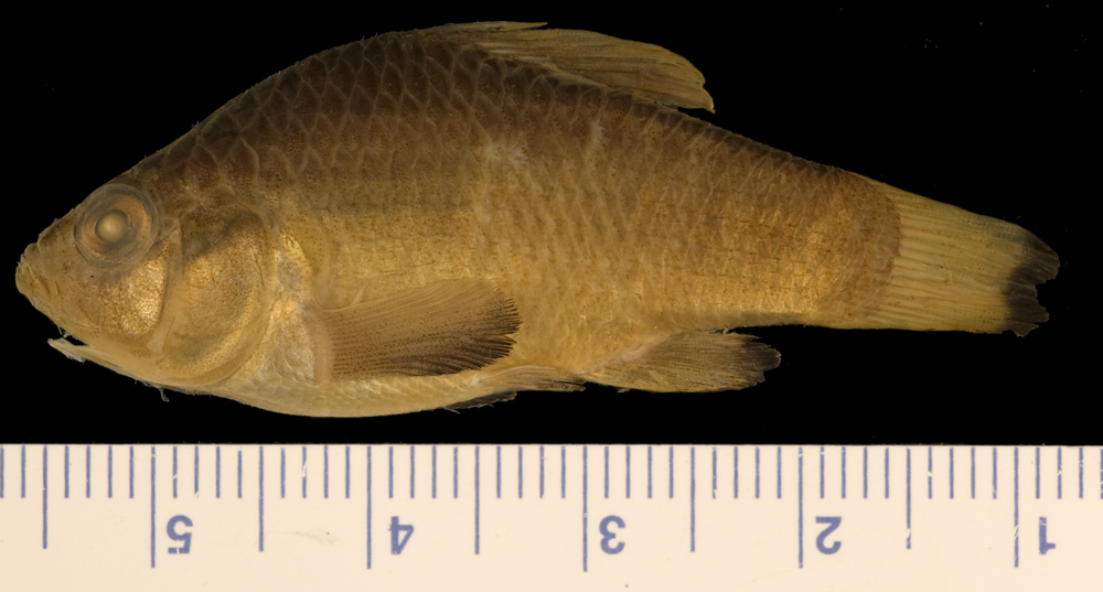 Northern Caribbean Pupfish (Cyprinodon riverendi) - Marine Life ...