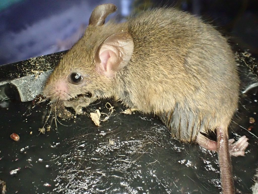 House Mouse from Bentanjia, Barbados on February 8, 2017 by Magne ...