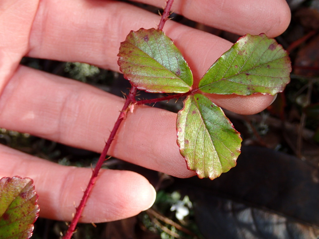 swamp dewberry (Rubus hispidus) - Botanical Realm