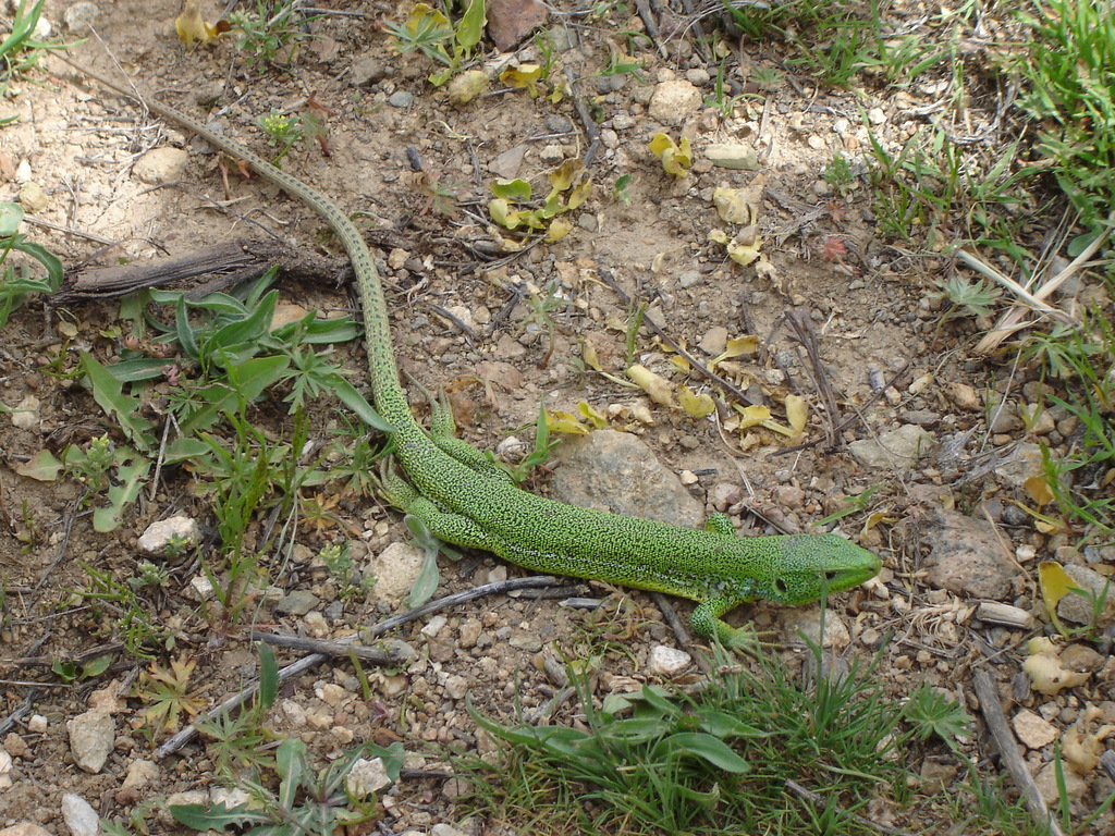 Medium Lizard from West Azerbaijan Province, Iran on May 25, 2007 at 09 ...
