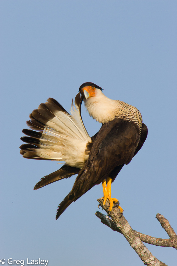Falcons and Caracaras (Falconidae) - Avian Discovery
