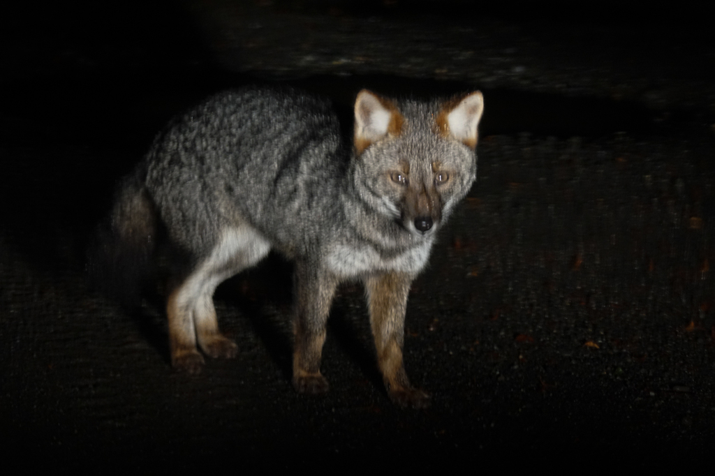 Darwin's Fox in June 2019 by janconl. in ParcTentauco · iNaturalist