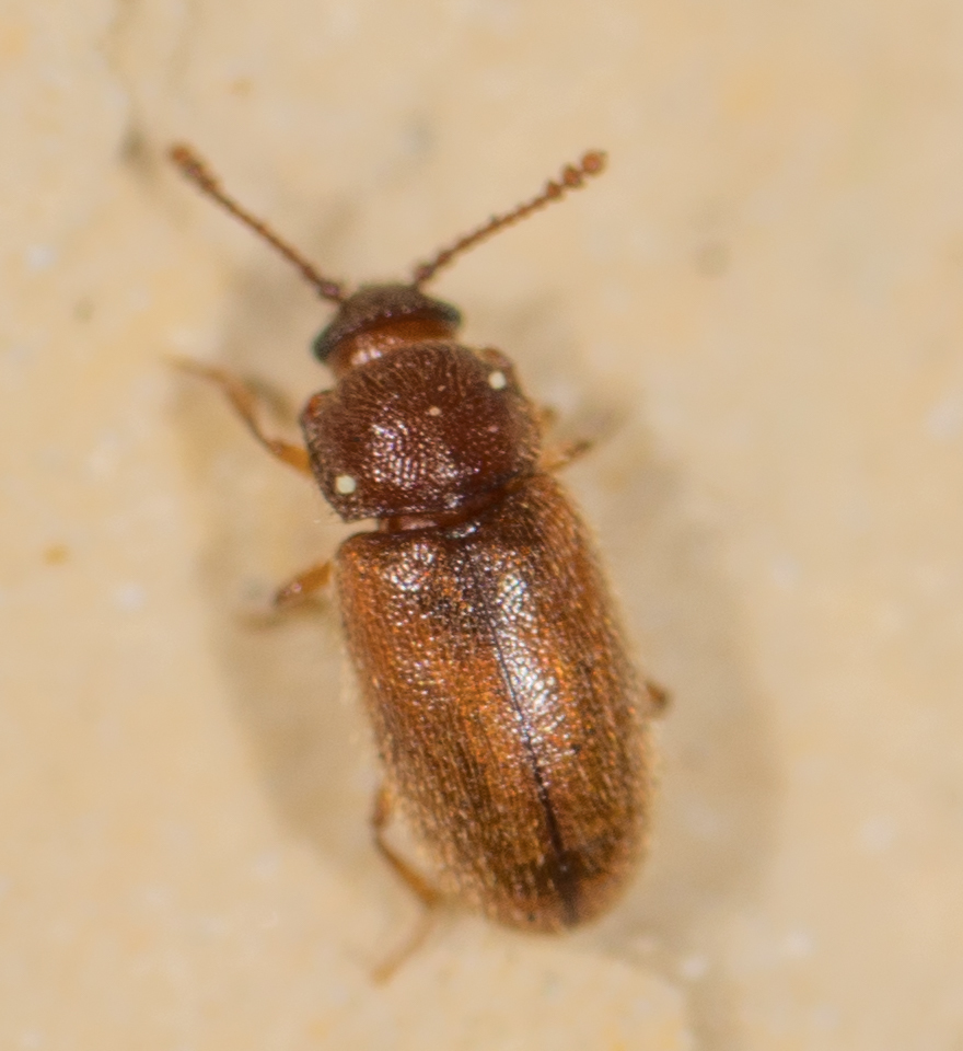 Cryptophagus from La Habra, CA 90631, USA on March 10, 2017 at 07:35 PM ...