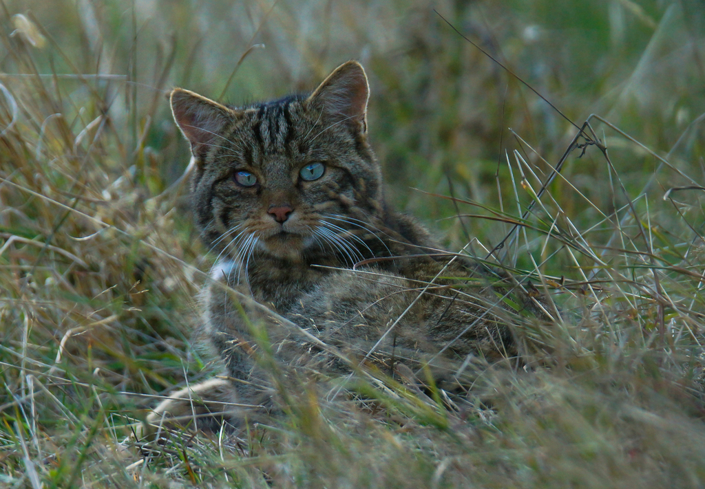 European Wildcat from León, Spanje on August 27, 2015 at 06:24 PM by ...