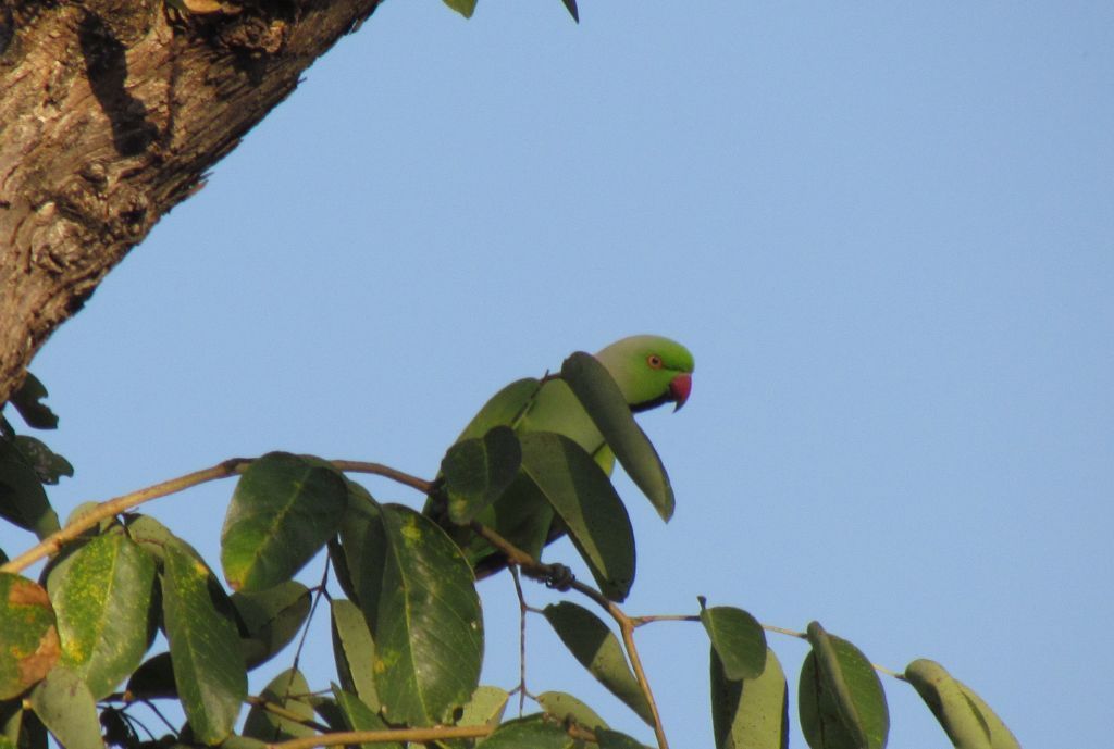 Abyssinian rose-ringed parakeet from metema on November 14, 2012 by ...