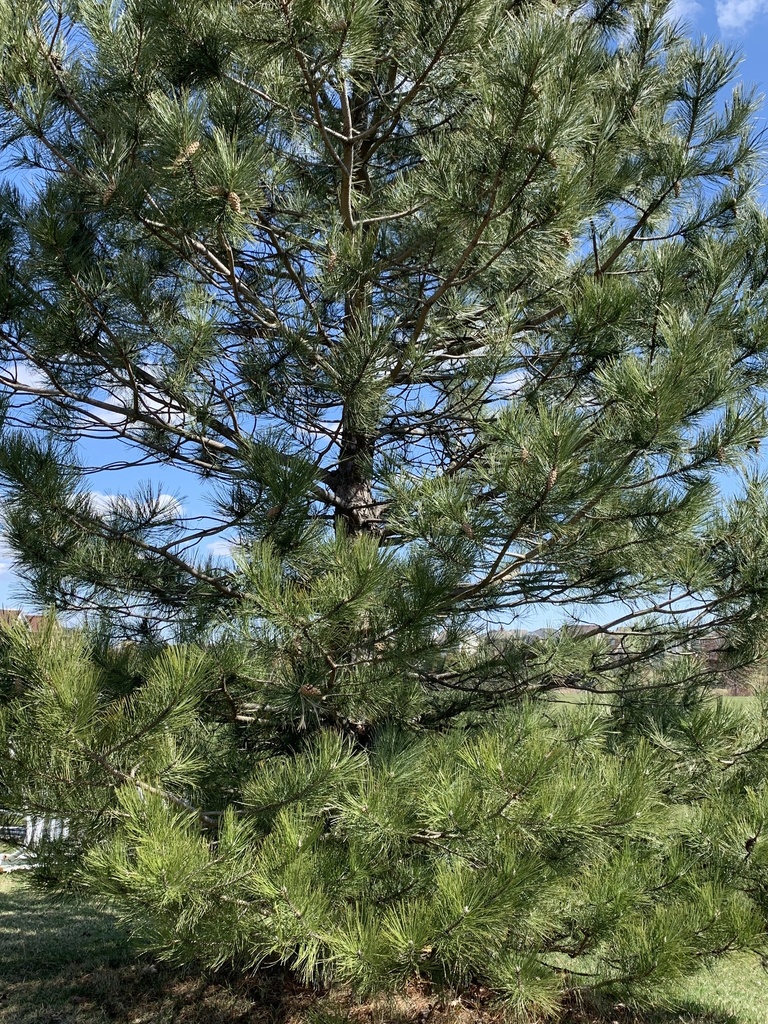 pines from Fletchers Creek Blvd, Brampton, ON, CA on April 1, 2020 at ...
