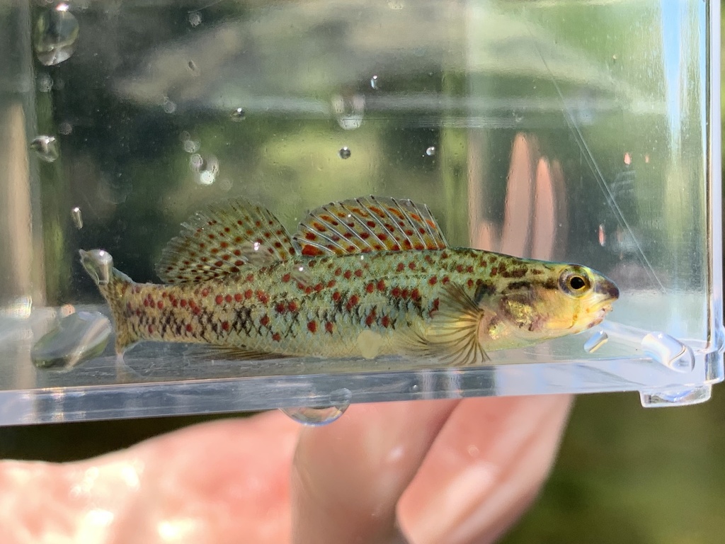 Typical Darters (Etheostoma) - Marine Life Identification