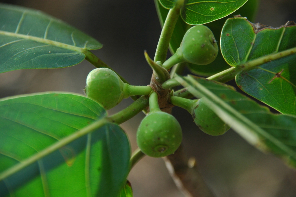 Ficus crocata from Trinidad García de la Cadena, Zac., México on December 28, 2015 at 04:26 PM ...