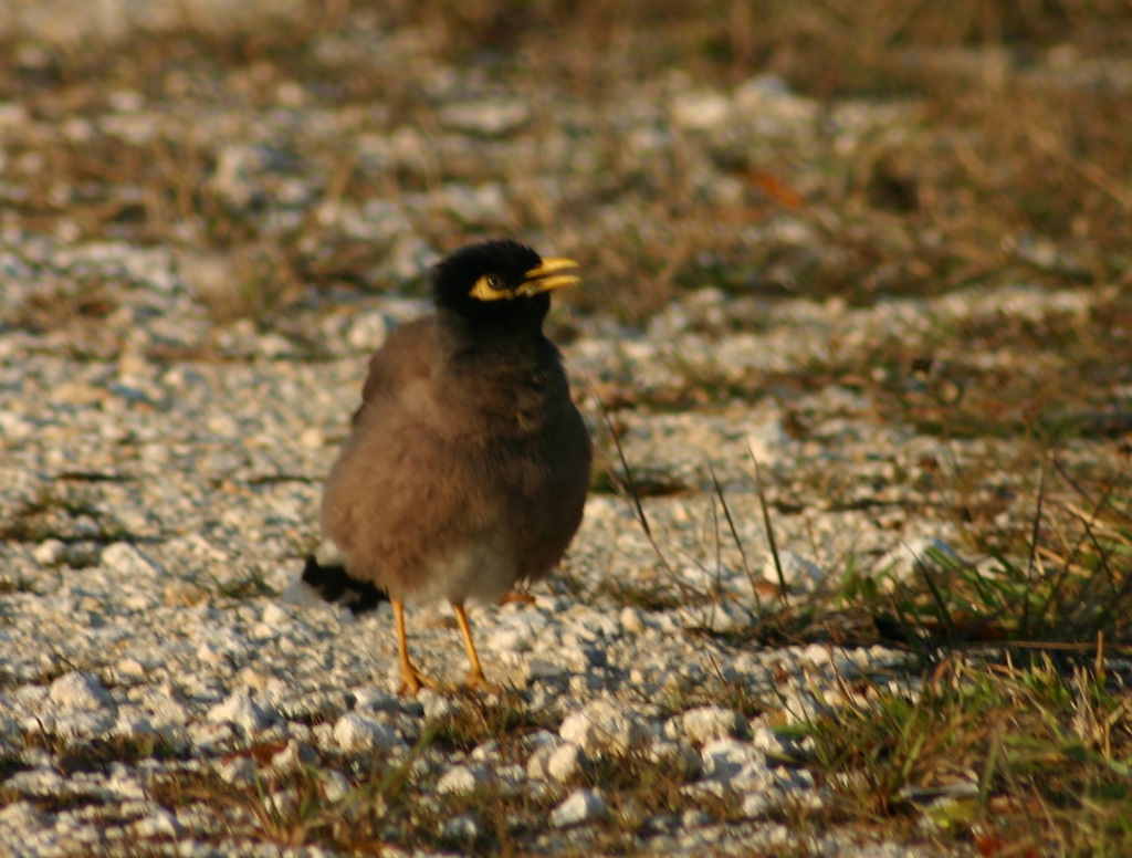 Common Myna from Homestead, FL, USA on December 12, 2003 at 05:04 AM by ...