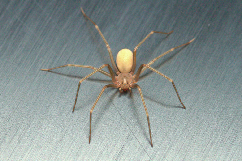Mediterranean Recluse In Ohio