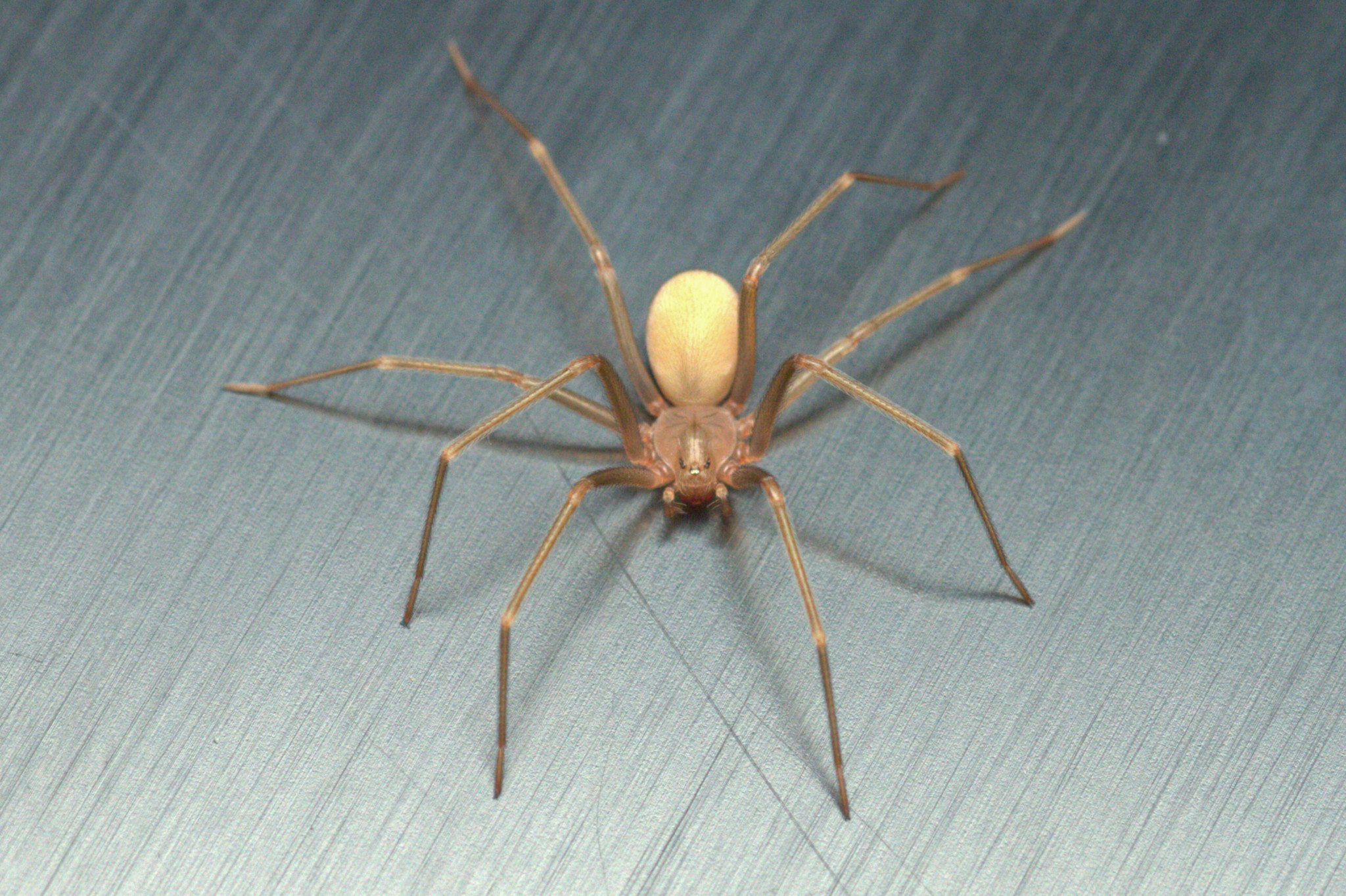 Anatomía De La Reclusa Parda Loxosceles Laeta Wikipedia, La