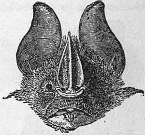 lesser spear-nosed bat (Phyllostomus elongatus) - Know Your Mammals