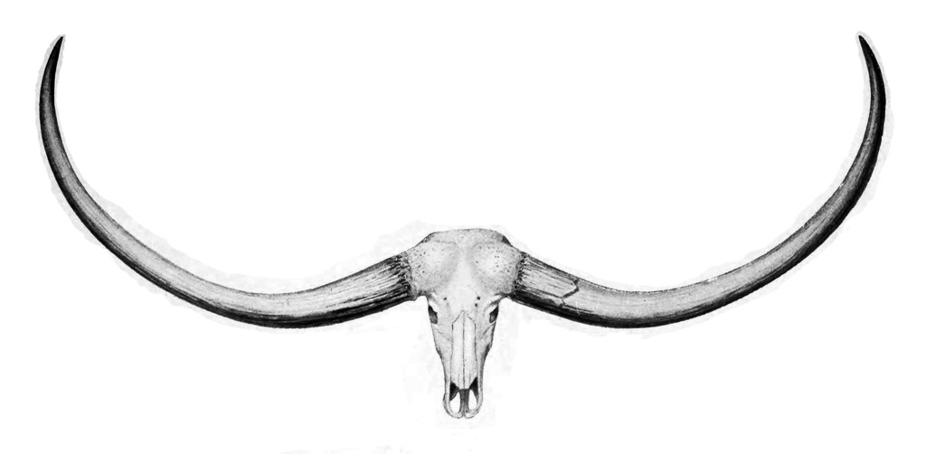 Giant Long-horned Buffalo (Syncerus antiquus) - Know Your Mammals