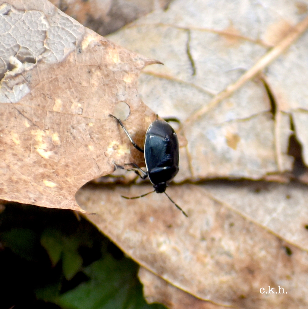 White-margined Burrower Bug from Townshend, VT, USA on March 31, 2020 ...