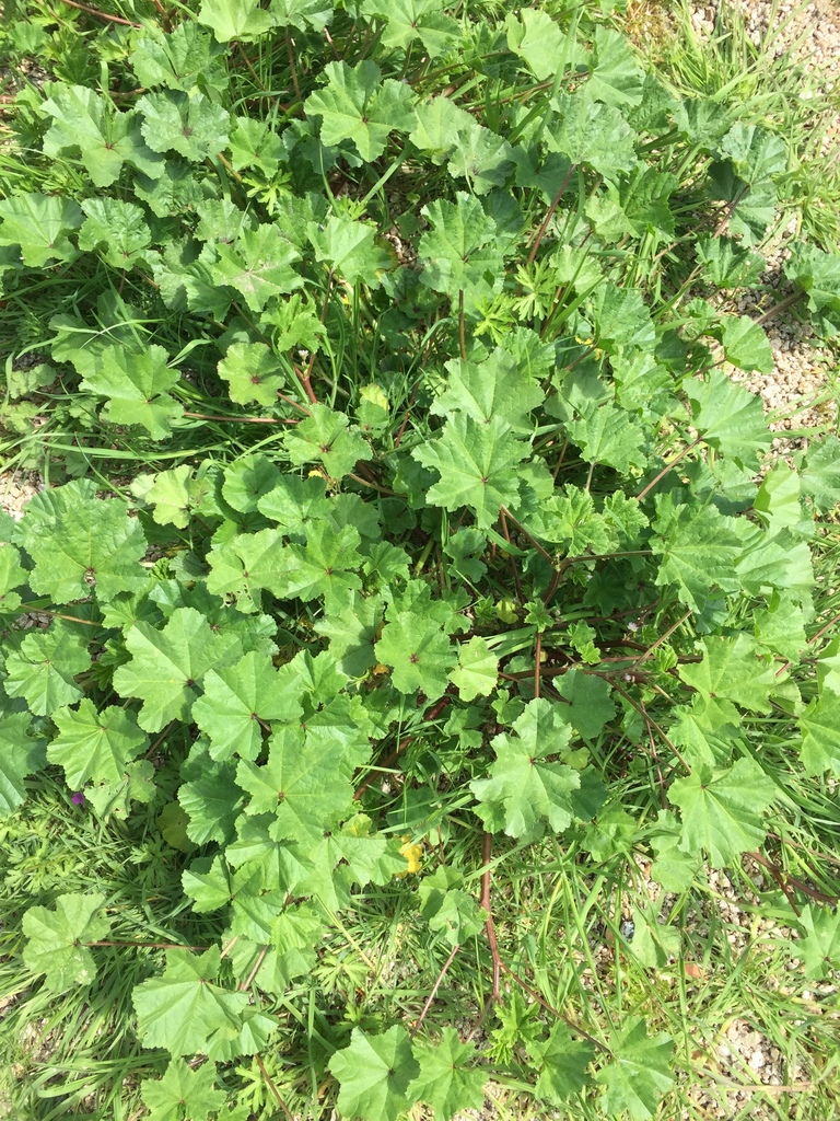 cheeseweed mallow in April 2020 by marianneguarena. Malva Parviflora ...
