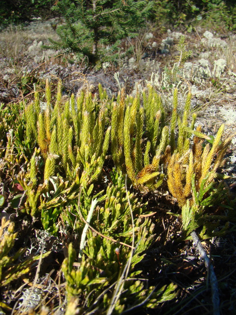 alpine clubmoss (Diphasiastrum alpinum) - Botanical Realm