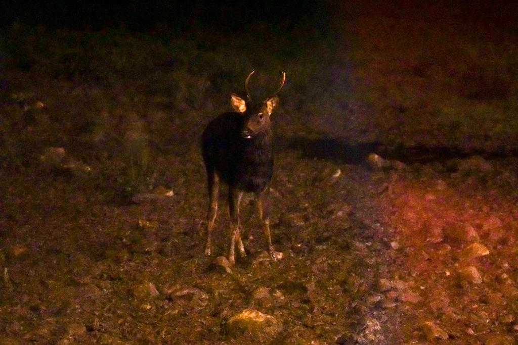 Sambar in October 2017 by janconl · iNaturalist