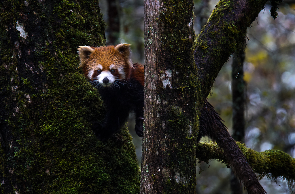 Red Pandas (Ailuridae) - Know Your Mammals