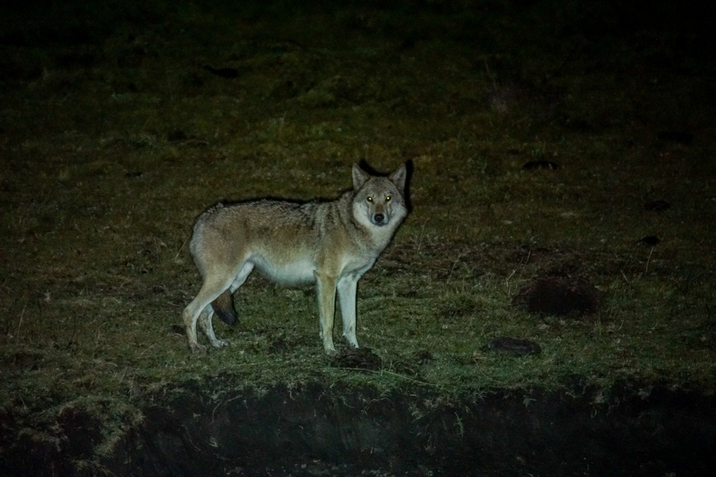 Tibetan Wolf in October 2017 by janconl · iNaturalist