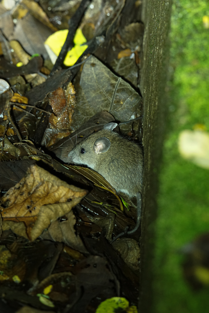 Korean Field Mouse from Wenchuan County, Ngawa Tibetan and Qiang ...