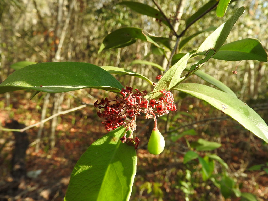 (Crossopetalum gaumeri) - Botanical Realm