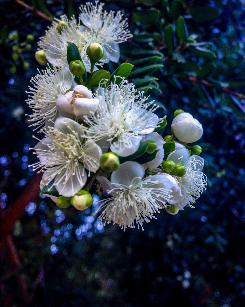 arrayan from San Martin de los Andes, Neuquén, Argentina on April 12 ...