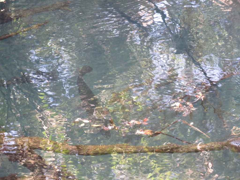 Cuban Gar (Atractosteus tristoechus) - Marine Life Identification