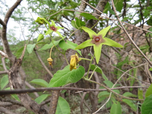 Polystemma pueblense · iNaturalist