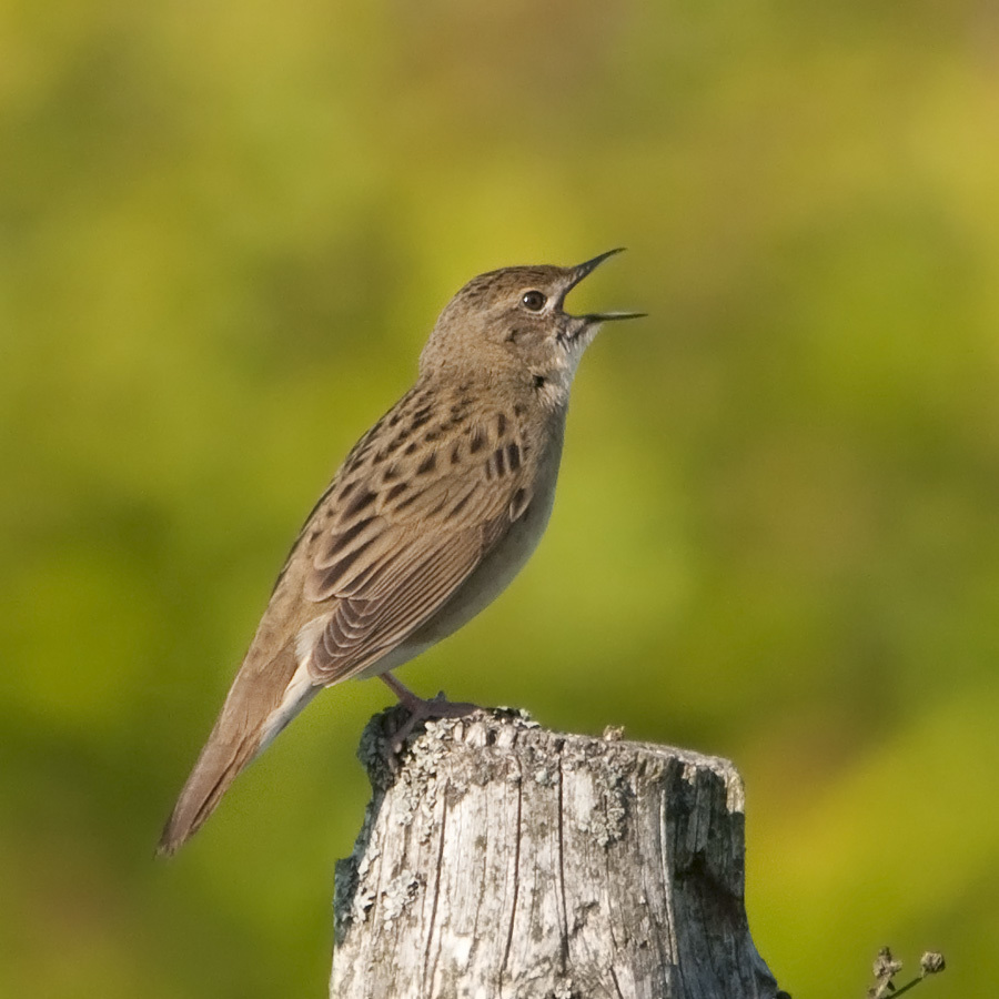 Grasshopper Warbler (Birds of Germany) · iNaturalist