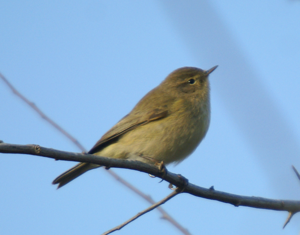 Common Chiffchaff (Monfrague Nature Park Field Guide) · iNaturalist