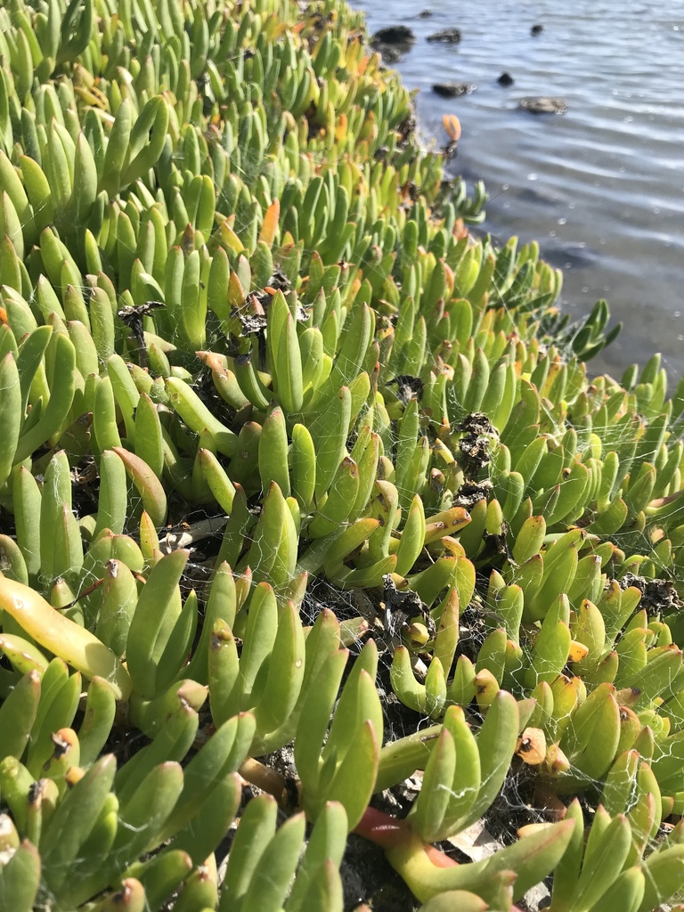 New Zealand Ice Plant from Pacific Ocean, NZ on April 02, 2020 at 12:29 ...