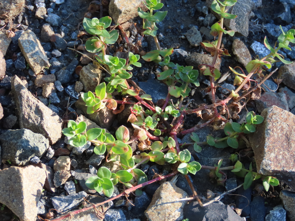 scarlet pimpernel from Pencarrow Head, Lower Hutt 5013, New Zealand on ...