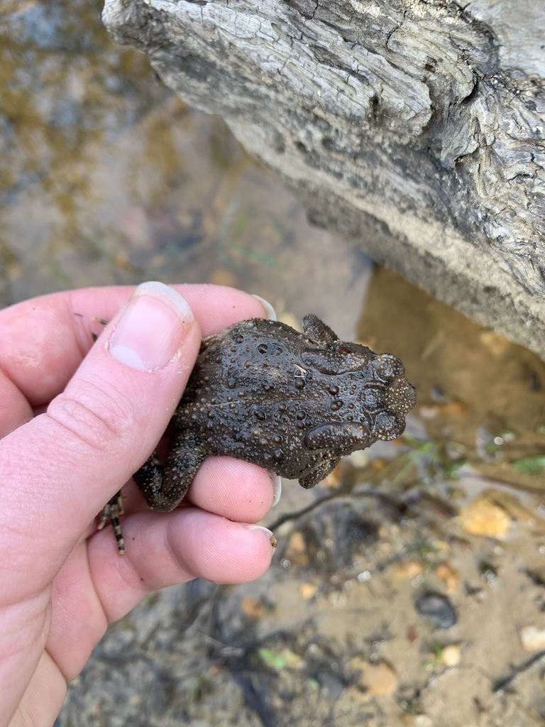 Dwarf American Toad from Valley View, Jonesboro, AR, US on April 1 ...