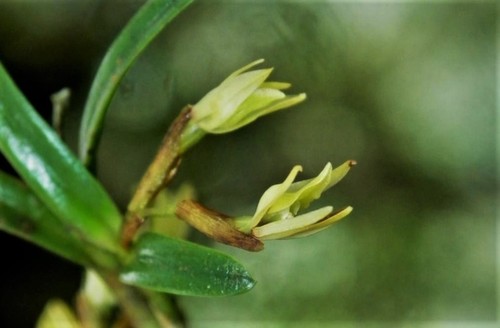 (Epidendrum acunae)
