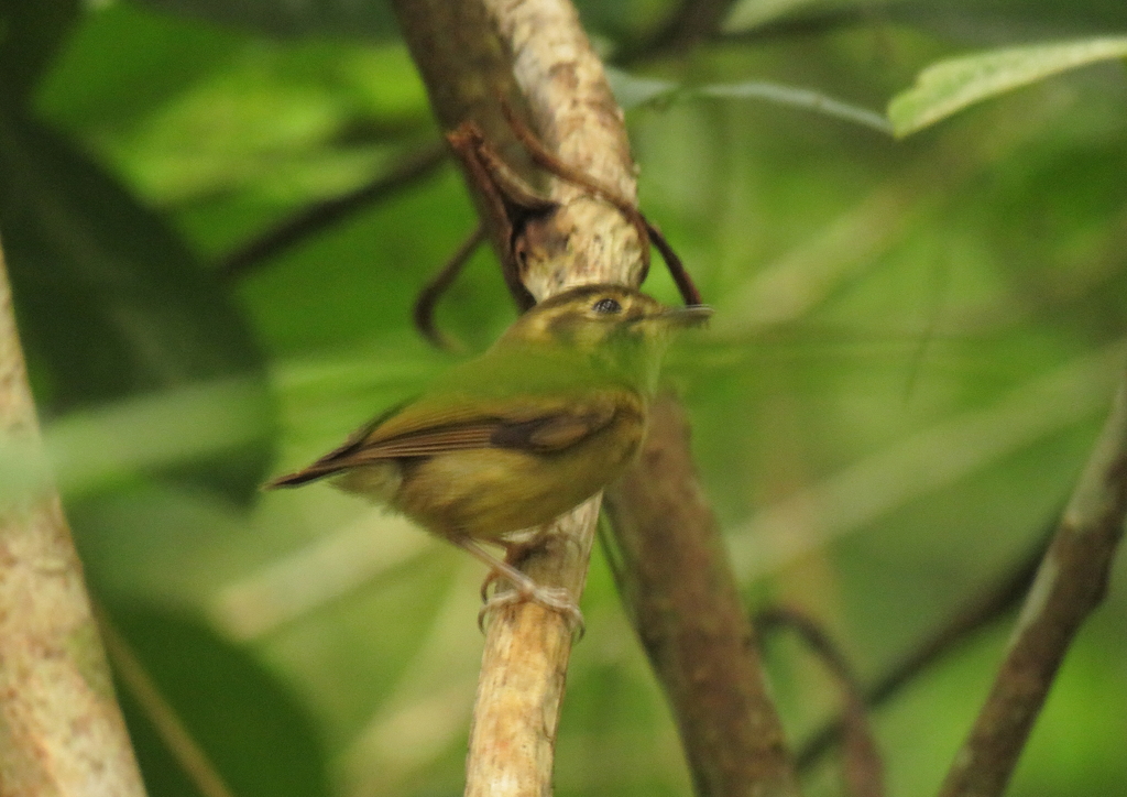 Mosquerito Pico Chato desde Jesús Carranza, Ver., México el 18 de marzo ...