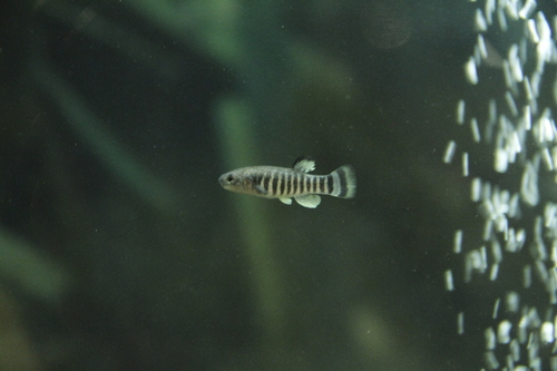 Azraq Toothcarp (Aphaniops sirhani) · iNaturalist