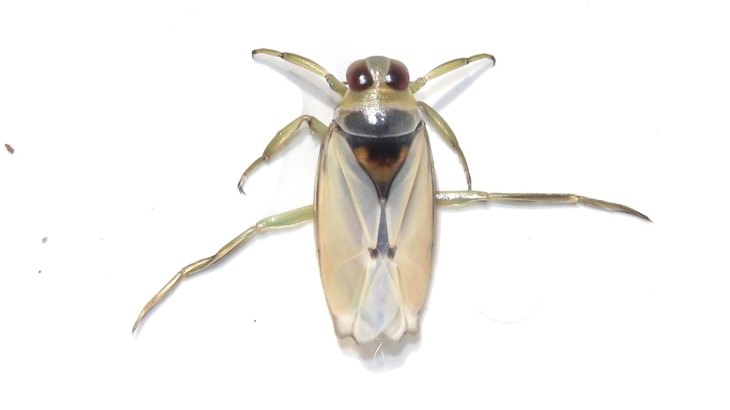 Grousewinged Backswimmer from Wellington County, ON, Canada on April 1 ...