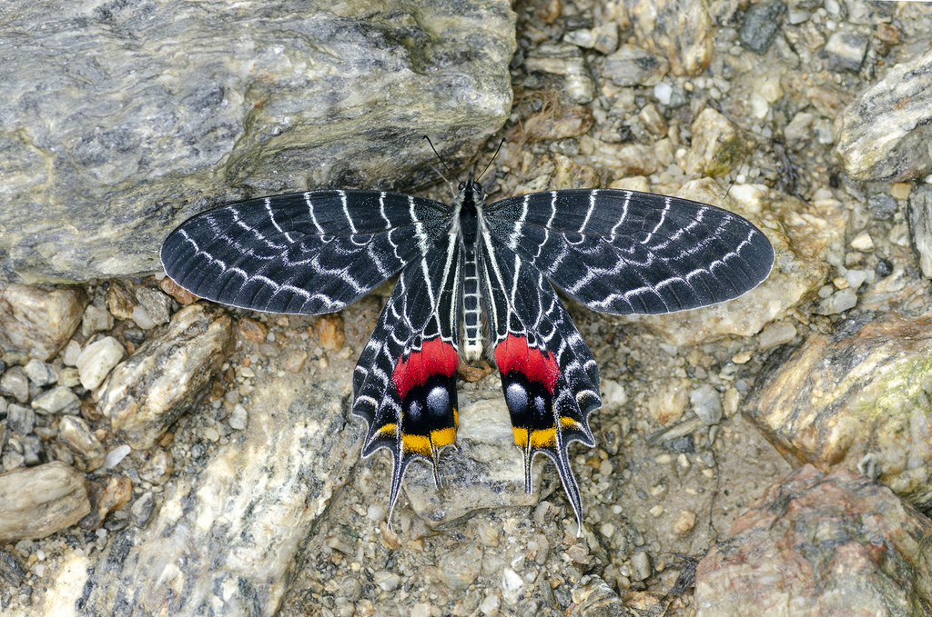 Bhutan Glory from Cona County, Shannan, Arunachal Pradesh 790003 on ...