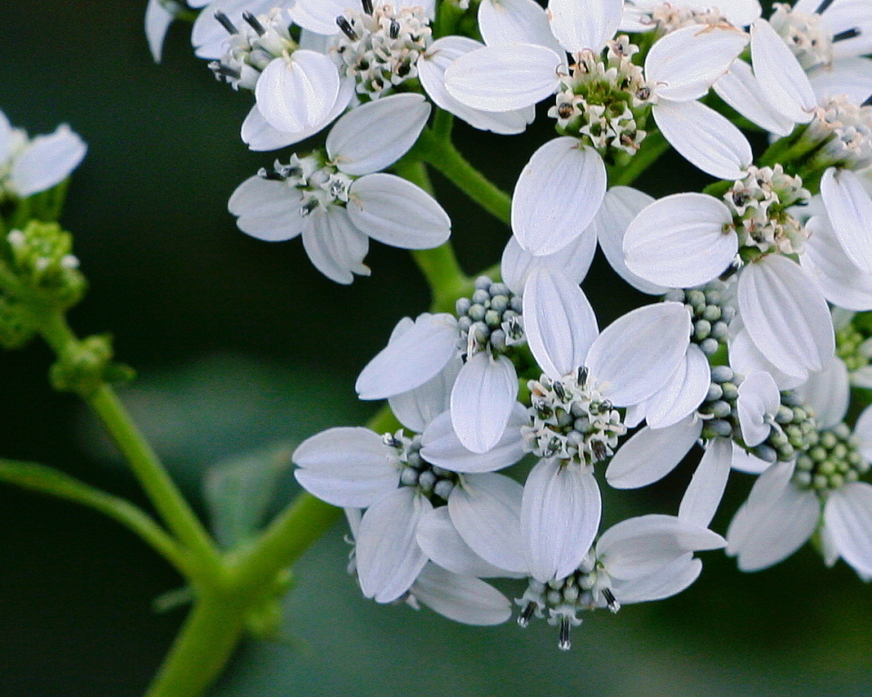White crownbeard (frostweed) (Plants of Overton Park's Old Forest ...