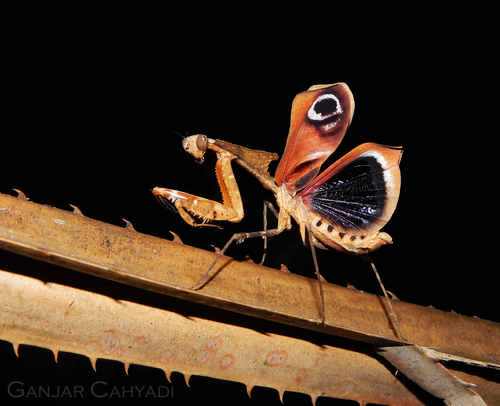Giant Dead Leaf Mantis (Mantises of Malaysia,Singapore and Borneo ...