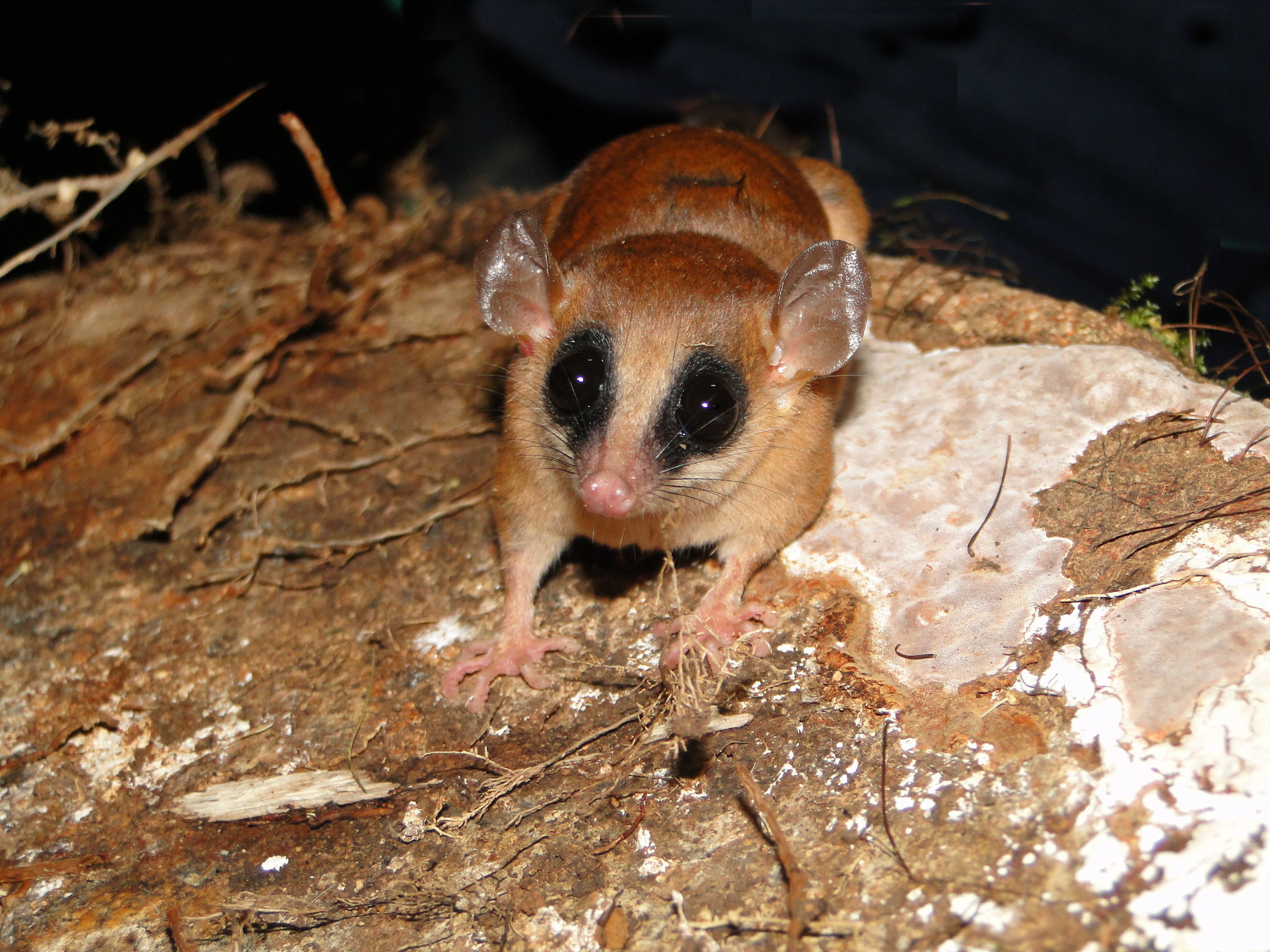 Marmosa rubra Tate, 1931