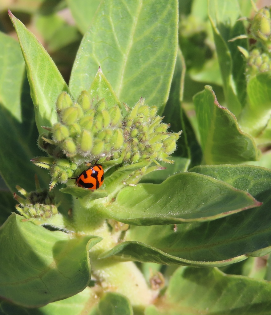 Small Transverse Ladybird Beetle from Adelaide SA, Australia on April 2 ...