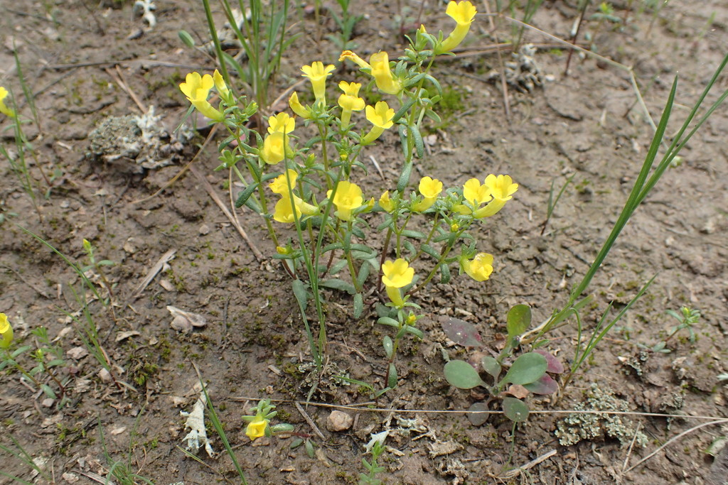 Gratiola flava from Jasper County, TX, USA on March 10, 2017 at 02:11 ...