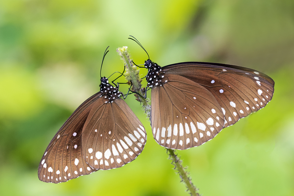 Indian Common Crow (Butterflies of Chhattisgarh) · iNaturalist