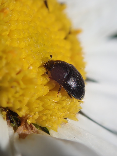 Aethina concolor · iNaturalist