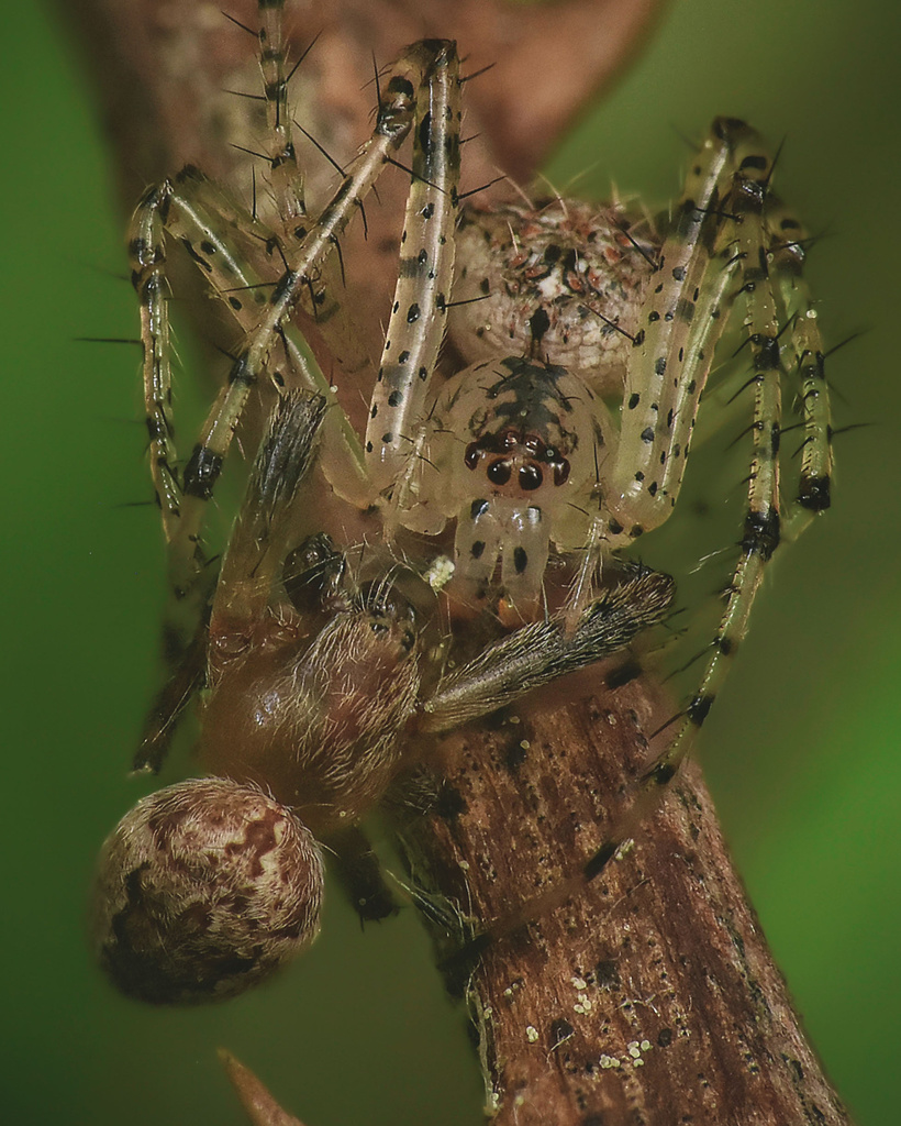 Common Pirate Spider from Ermandus Dr, Honea Path, SC, US on March 31 ...