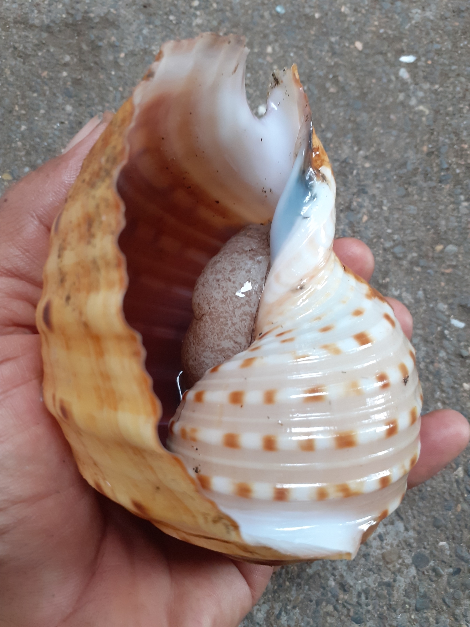 Tonna dolium (Linnaeus, 1758)